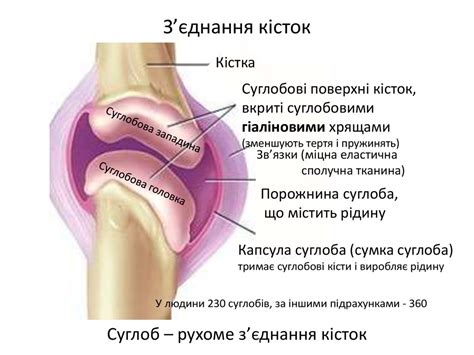 Опорно рухова система презентация онлайн