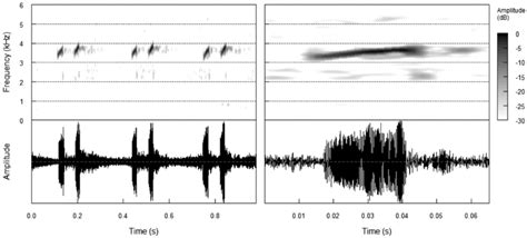 Spectrogram Top And Oscillogram Bottom Of A Serie Of Calls Left