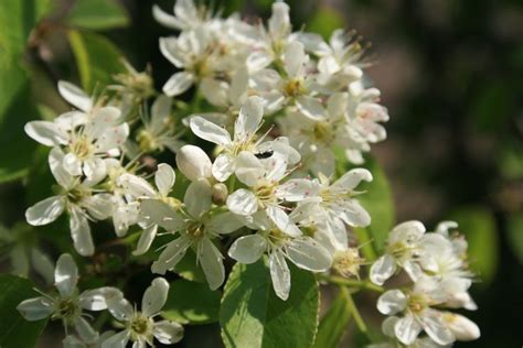 Best Winter Landscape Trees And Shrubs Images On Pinterest Shrubs Plants And Shrub