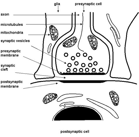1 Neurobiology