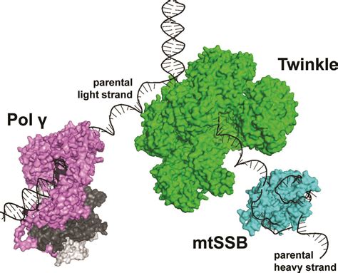 Replication Fork Replisome