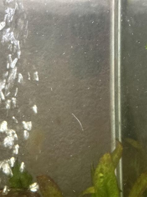 Weird Lint Like Worms Raquariums