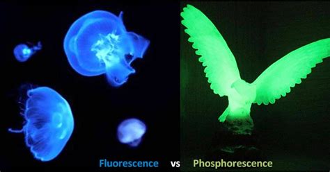 7 Differences Between Fluorescence And Phosphorescence Major Differences