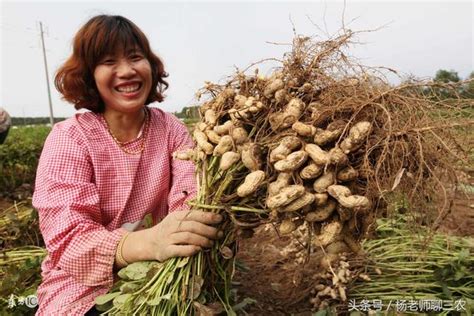 花生高產大豐收農民婆婆犯了愁 每日頭條