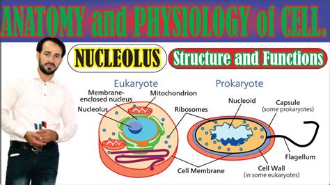 Nucleolus Structure And Function