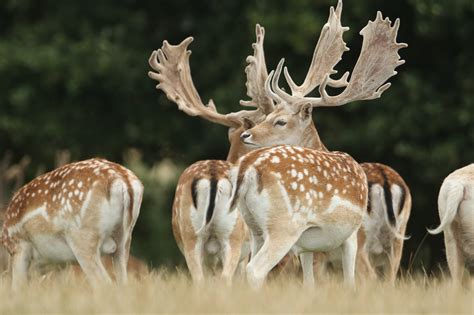 Fallow Deer Hunting Uk