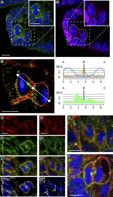 symmetric numa and asymmetric mnumb segregation a and a telophase
