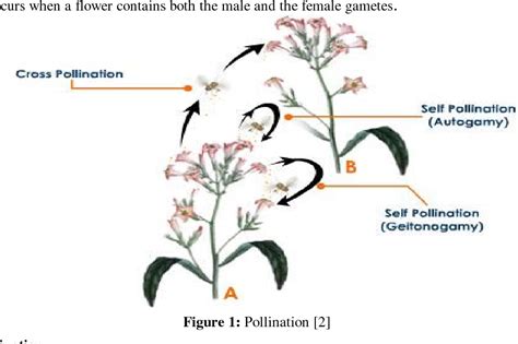 Flower Pollination Algorithm Matlab Code At Therese Arnold Blog