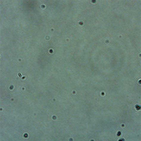 A Versatile Nuclei Extraction Protocol For Single Cell Multiome Atac And Gene Expression In Non