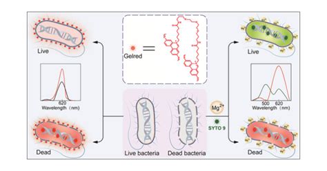 Rapid And Sensitive Quantification Of Bacterial Viability Using Ratiometric Fluorescence Sensing