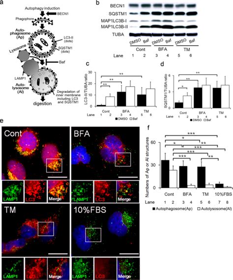 内质网应激破坏溶酶体稳态并诱导人类滋养细胞自噬流的阻断。 Scientific Reports X Mol