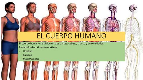 El Cuerpo Humano Partes Del Cuerpo Y Saludos Ppt