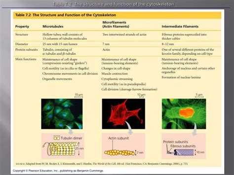 Ppt Cytoskeleton Powerpoint Presentation Id 2172733
