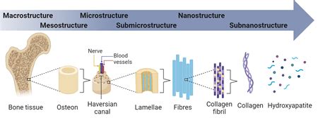The Hierarchical Structure Of Bone Biorender Science Templates