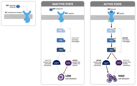 Solved Figure 13 The Signaling Pathway That Regulates Cell