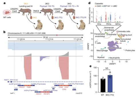 《nature》：编辑69处基因后，猪肾移植受体存活期超2年｜最前线 36氪