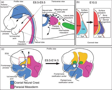 Origins And Morphogenesis Of The Mammalian Calvarial Bones A The Download Scientific Diagram