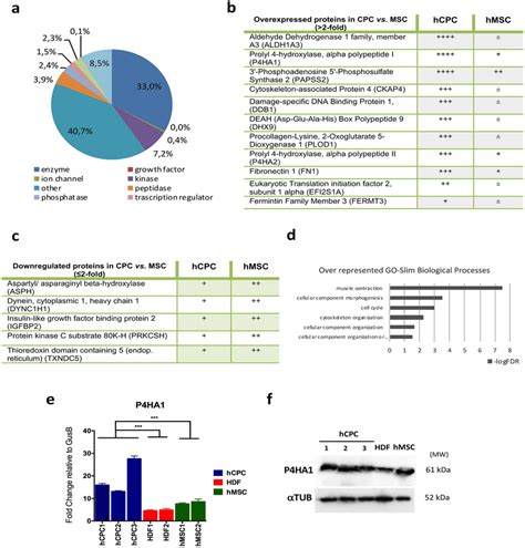 Comparative Analysis Of Hcpc Cytoplasmic Compartment A Ingenuity Download Scientific Diagram