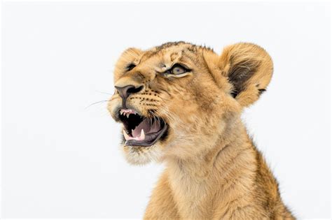 Premium Photo Cute Lion Cub With An Expanded Color Palette