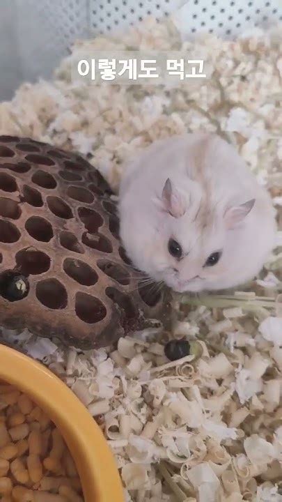 숨은 먹이 찾기 햄스터 놀이터 성격차이 Youtube