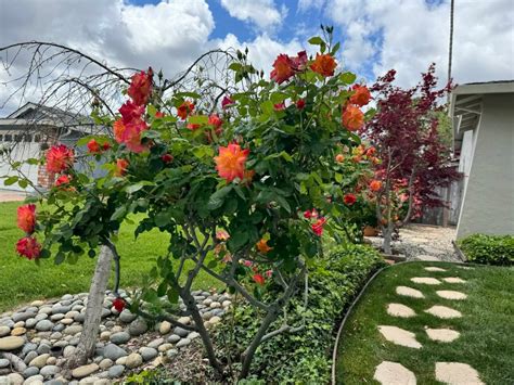 San Jose Usa Samsung Members