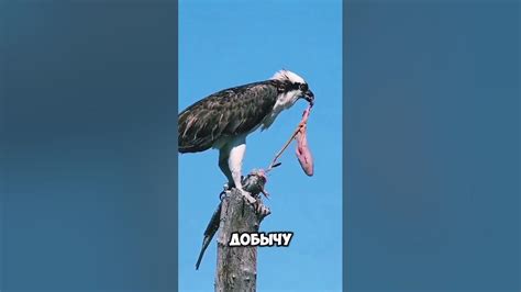 Зачем обрезать клюв домашним птицам 🦜 ️ животные Youtube