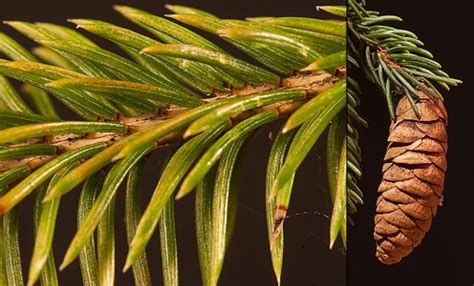 Michigan Trees The Michigan Nature Guys Blog