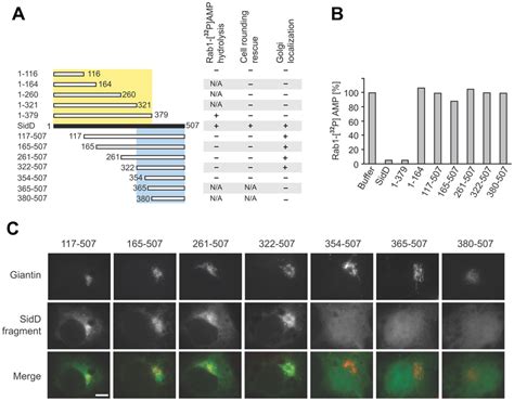 Sidd Is Composed Of An N Terminal Catalytic Domain And A Download Scientific Diagram
