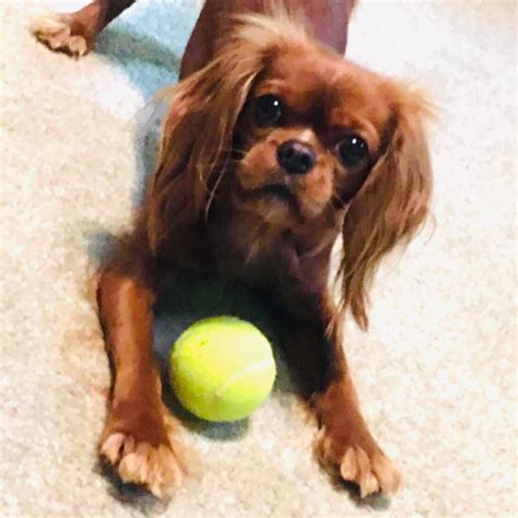 House Of Wigglebutts