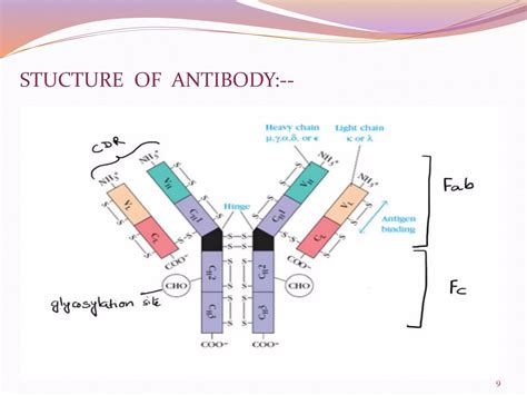 Antigen And Antibody Pptx