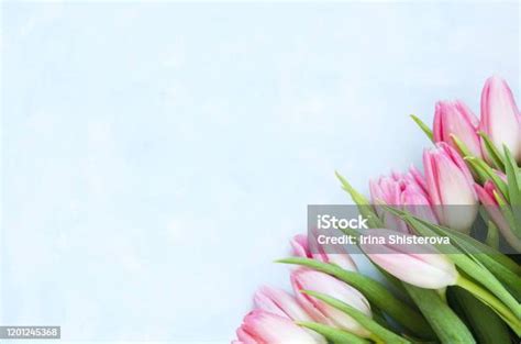 파란색 추상적 인 배경에 튤립 꽃입니다 플랫 레이 상단 보기 어머니의 날 결혼식 또는 행복한 이벤트를위한 튤립 사랑스러운 인사말 카드 이미지 3월에 대한 스톡 사진 및 기타