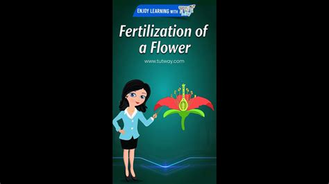 Fertilization Of A Flower Fertilization In Flowering Plants
