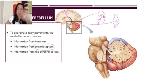 7 Cerebellum Youtube