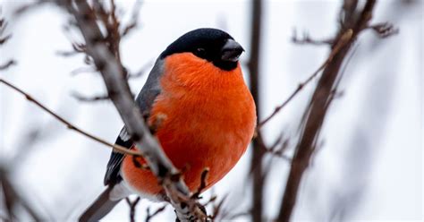 Én Fugl I Hånden Er Bedre Enn Ti På Taket Men Hvor Mange Har Du I Hagen Din Randaberg24 No