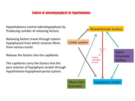 Anatomy Of Hypothalamus N Limbic System Ppt