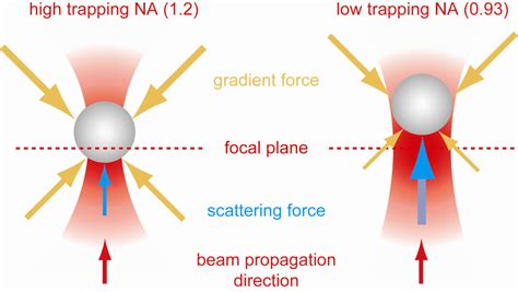 Optical Forces Acting On A Trapped Bead For High And Low Trapping Lens Download Scientific