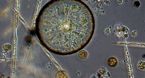 Microscopic Plankton