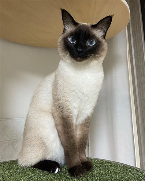 暹羅貓 大特質臉部特徵明顯人稱挖煤小精靈標準短毛貓體型真的很難餵胖 寵物圈圈暹羅貓品種貓短毛貓貓咪 寵物圈圈 妞新聞 niusnews