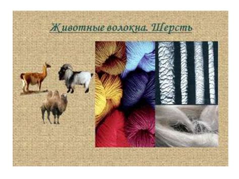 Животные волокна Шерсть презентация онлайн