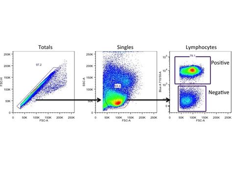 Hydrodynamic Focusing In Flow Cytometry