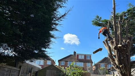 Tree Pruning Methods Ideal Tree Services