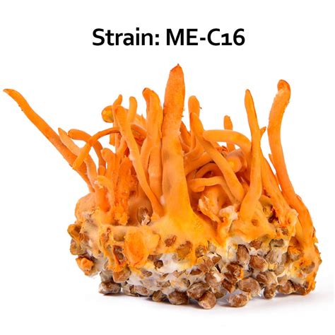 Cordyceps Militaris Cordyceps Militaris Me C16 Commercial Mycelinarium