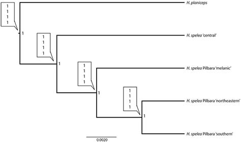 species tree estimation and bayesian species delimitation results each