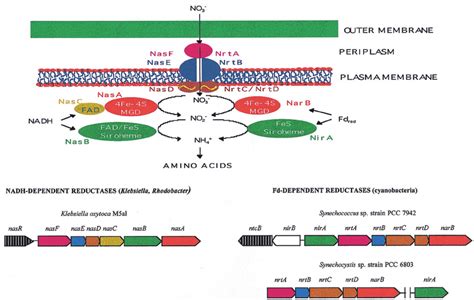 Nitrate Assimilation And Comparison Of The Organization Of The Nitrate Download Scientific