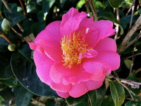 Camellia Japonica Kumasaka Online Flower Garden