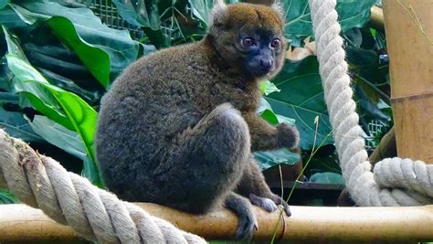 20 Most Critically Endangered Monkey Species Endangered Primates List