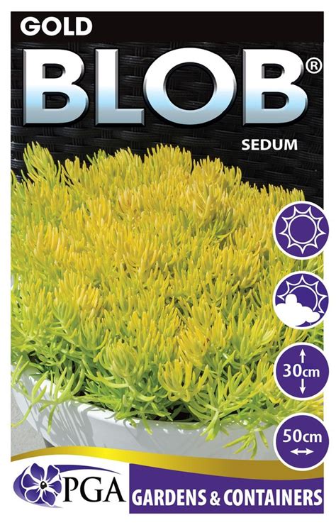 Sedum ‘gold Blob® The Plant Broker