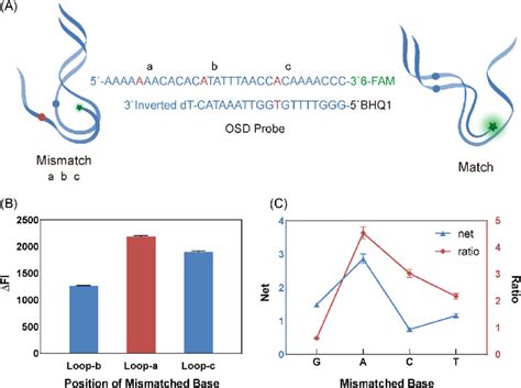 Optimization Of The OSD Probe Design A Illustration Of Mismatched Download Scientific