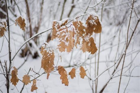 Premium Photo Trees With A Branches And Leaves In Snow In Winter