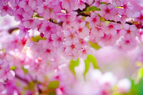 Spring Background Wallpaper